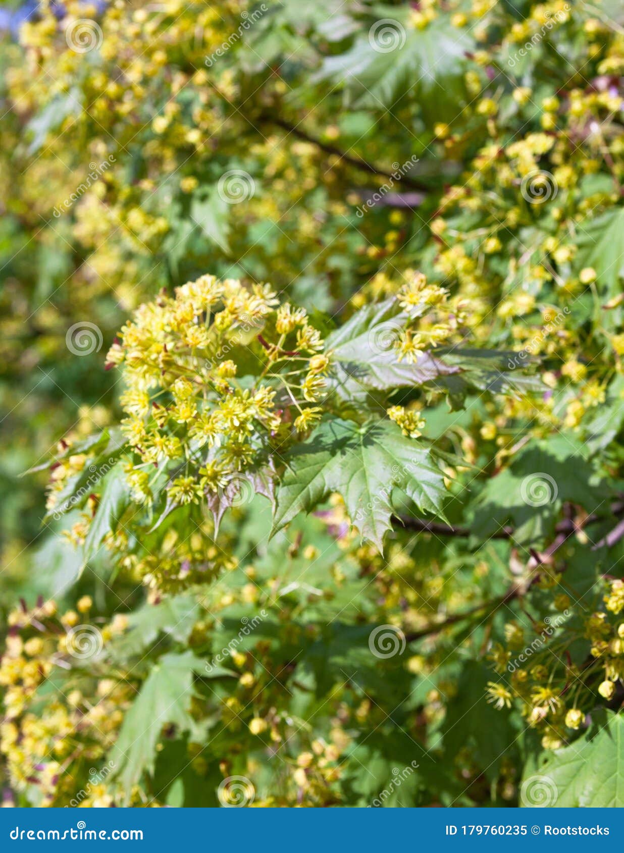 Flowers of the maple tree stock image. Image of leaf - 179760235
