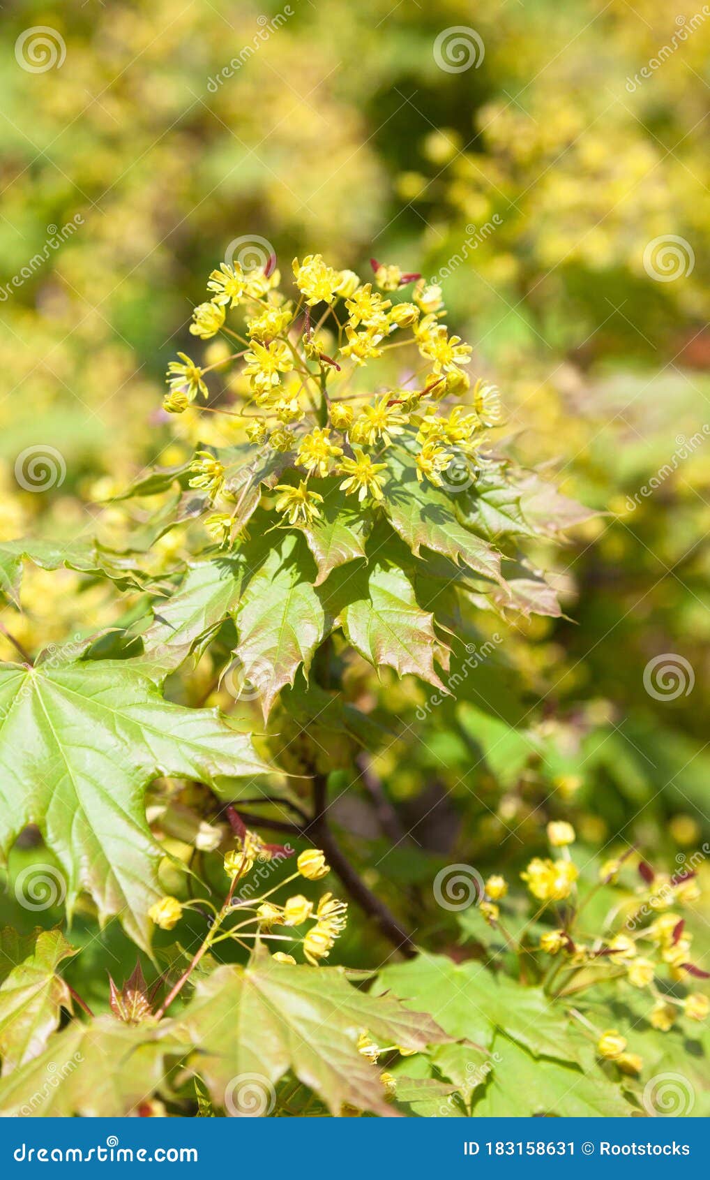 Flowers of the maple tree stock image. Image of background - 183158631