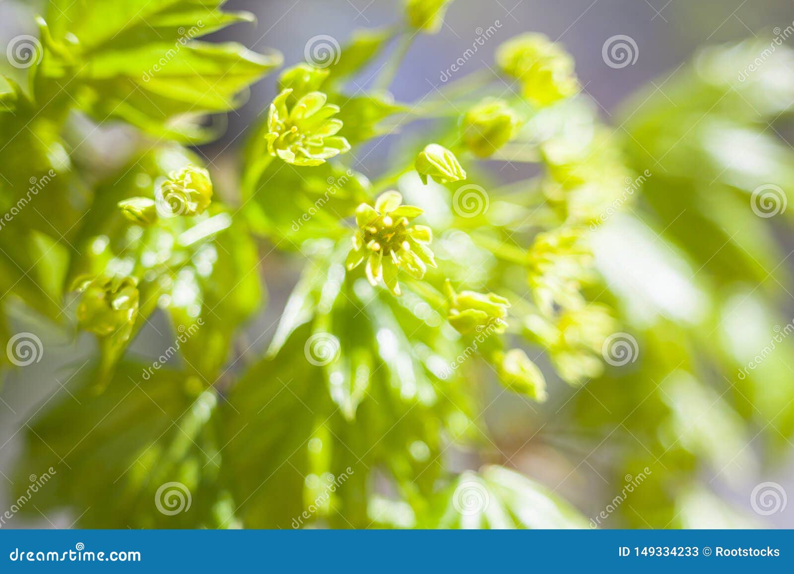 Flowers of the maple tree stock image. Image of foliage - 149334233