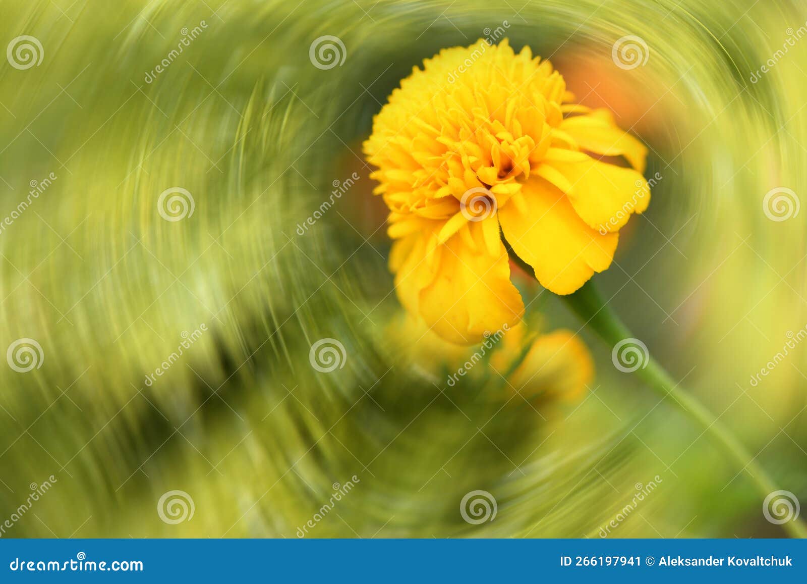 Flowers Marigolds. Side View. High Resolution Photo Stock Image - Image ...
