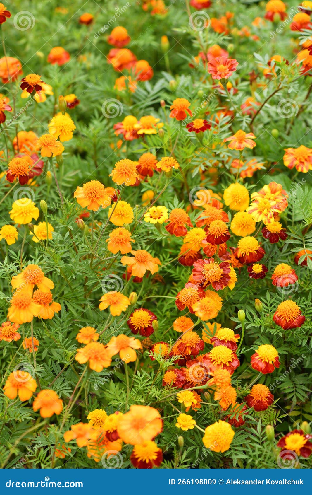 Flowers Marigolds. Side View. High Resolution Photo Stock Image - Image ...