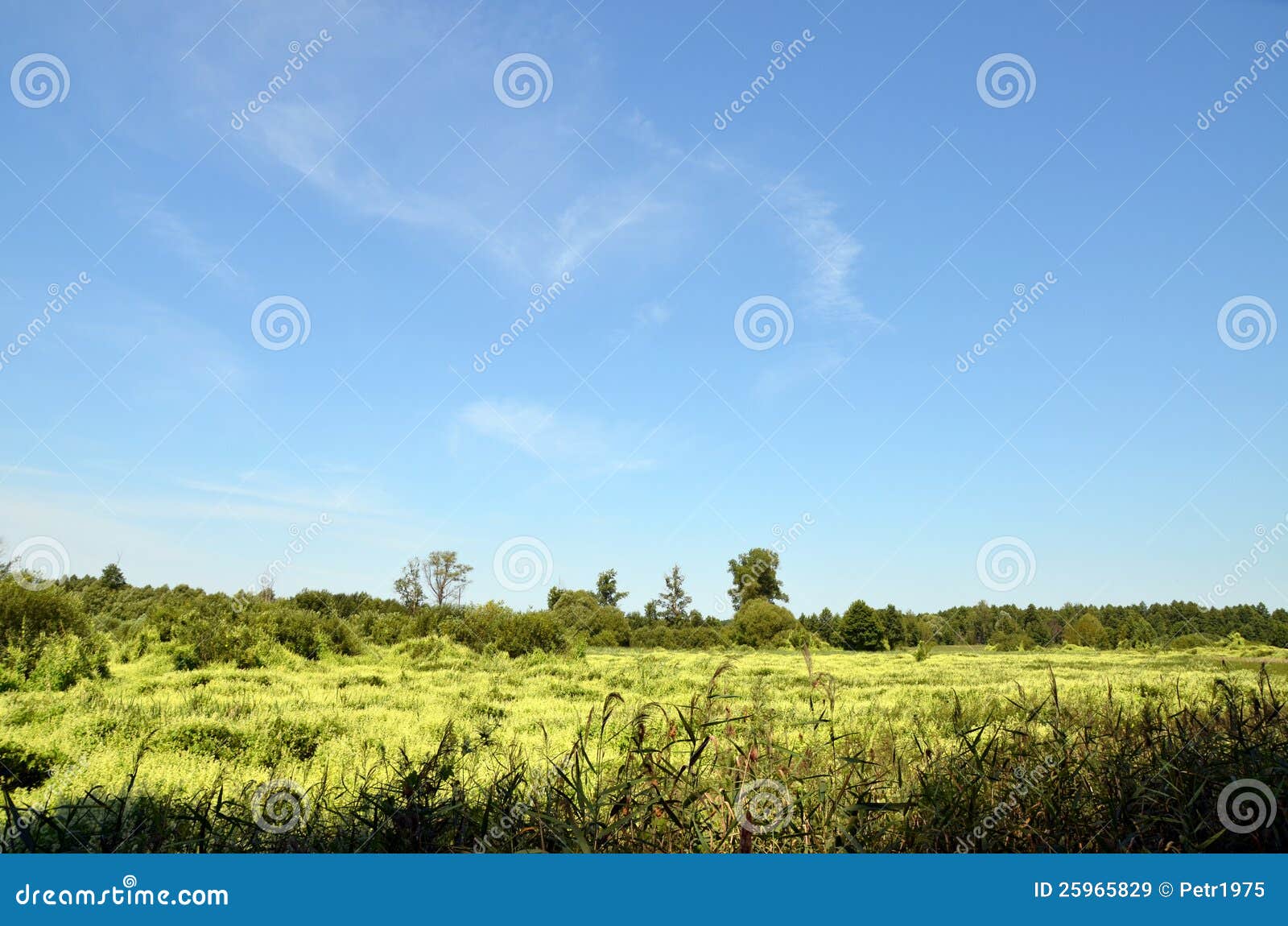 Flowers on the marsh stock image. Image of forest, summer - 25965829