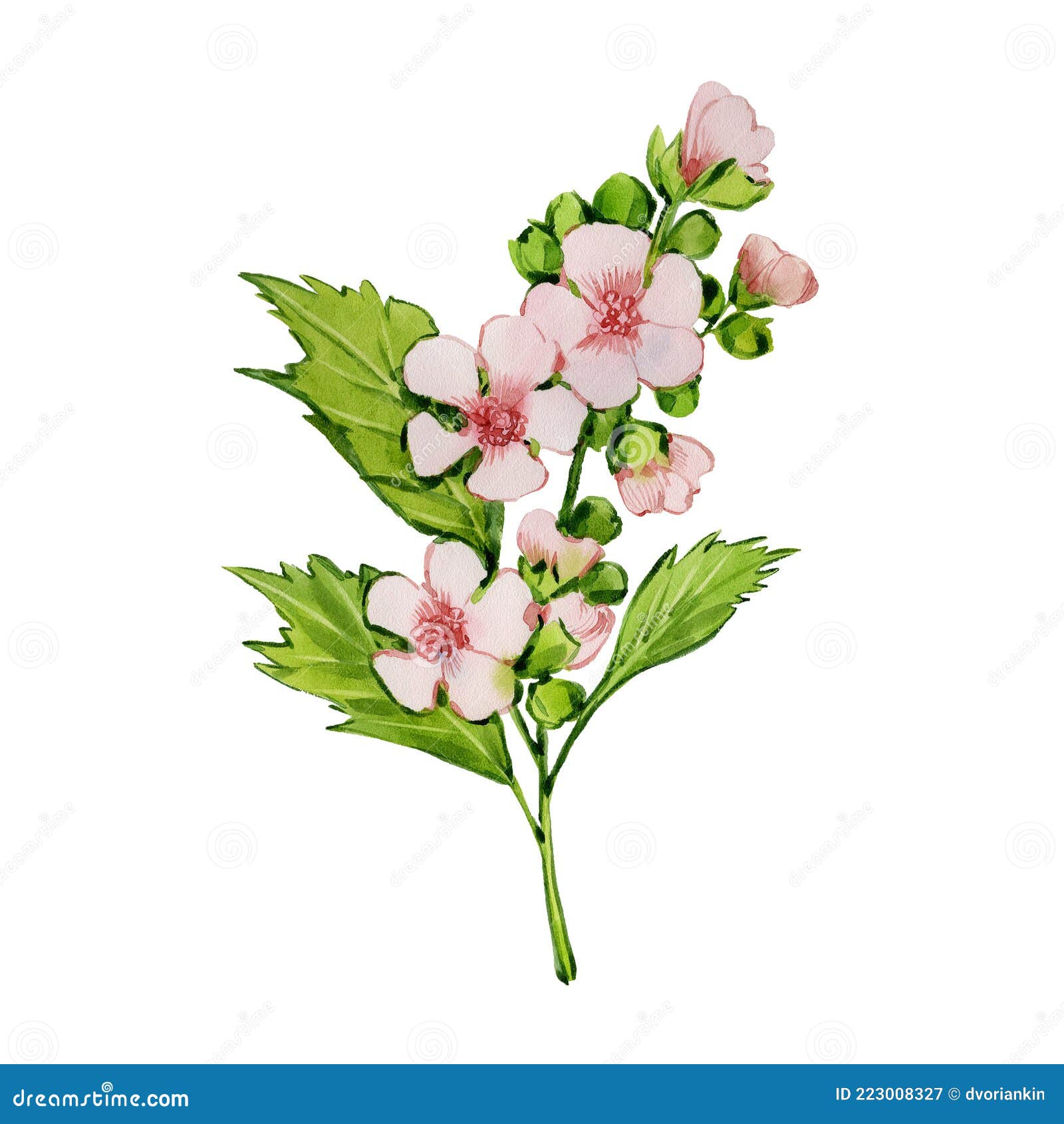Flowers of marshmallow stock illustration. Illustration of herbal ...