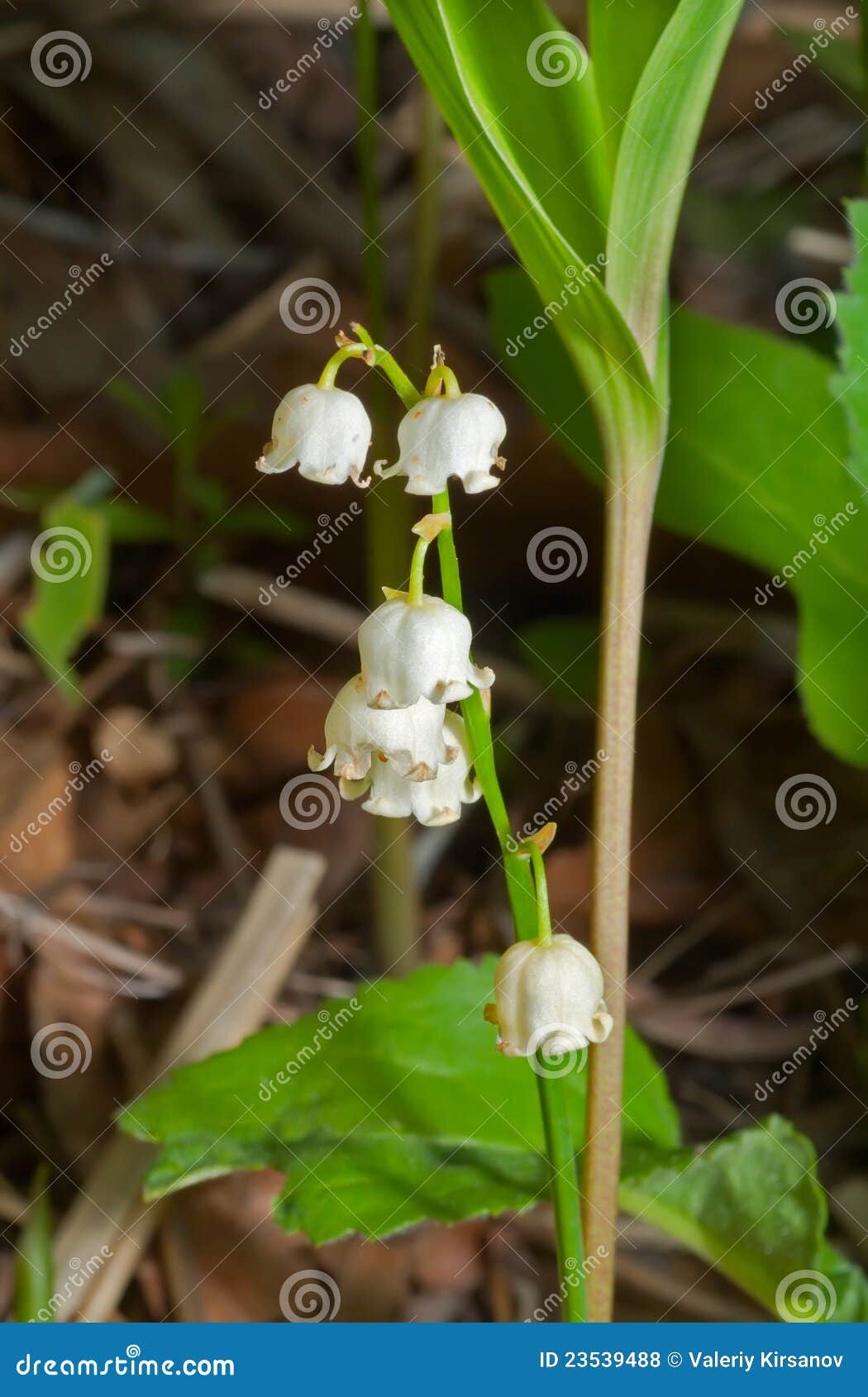 Flowers of May lily 18 stock photo. Image of nature, flora - 23539488