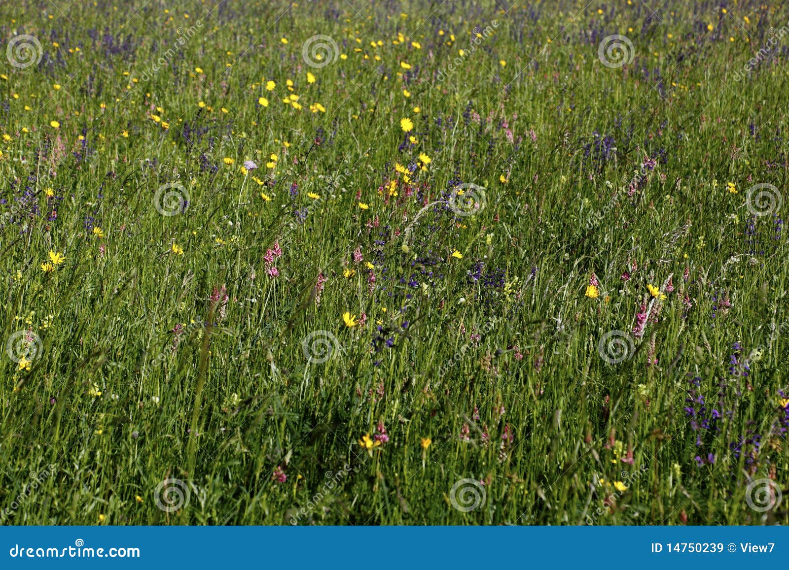 Flowers in meadow stock image. Image of outdoors, blossom - 14750239
