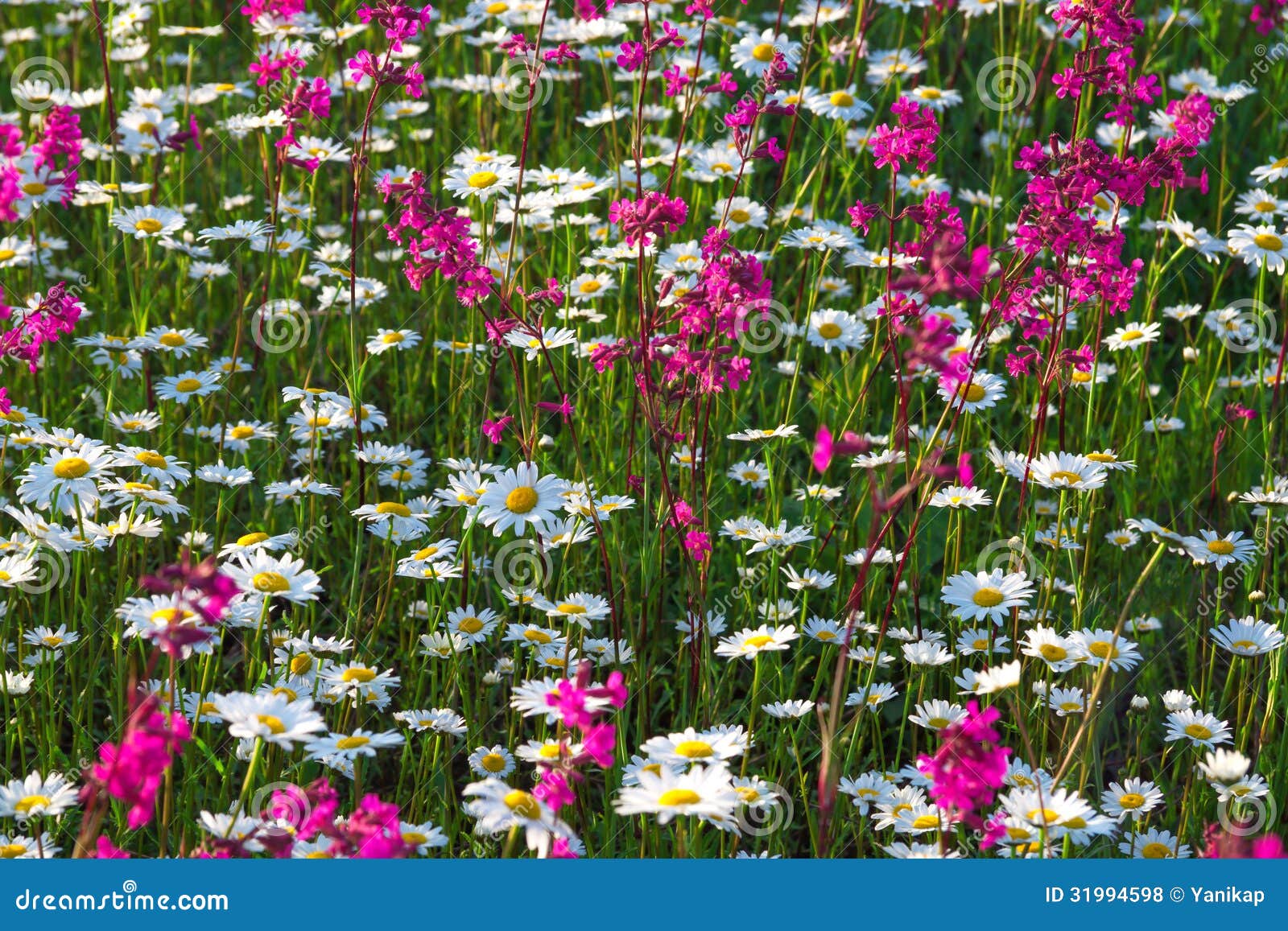Flowers on a meadow stock photo. Image of foliage, freshness - 31994598
