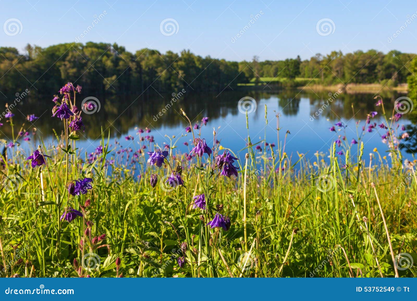 Flowers on the Meadow by the Lake Stock Image - Image of landscape ...