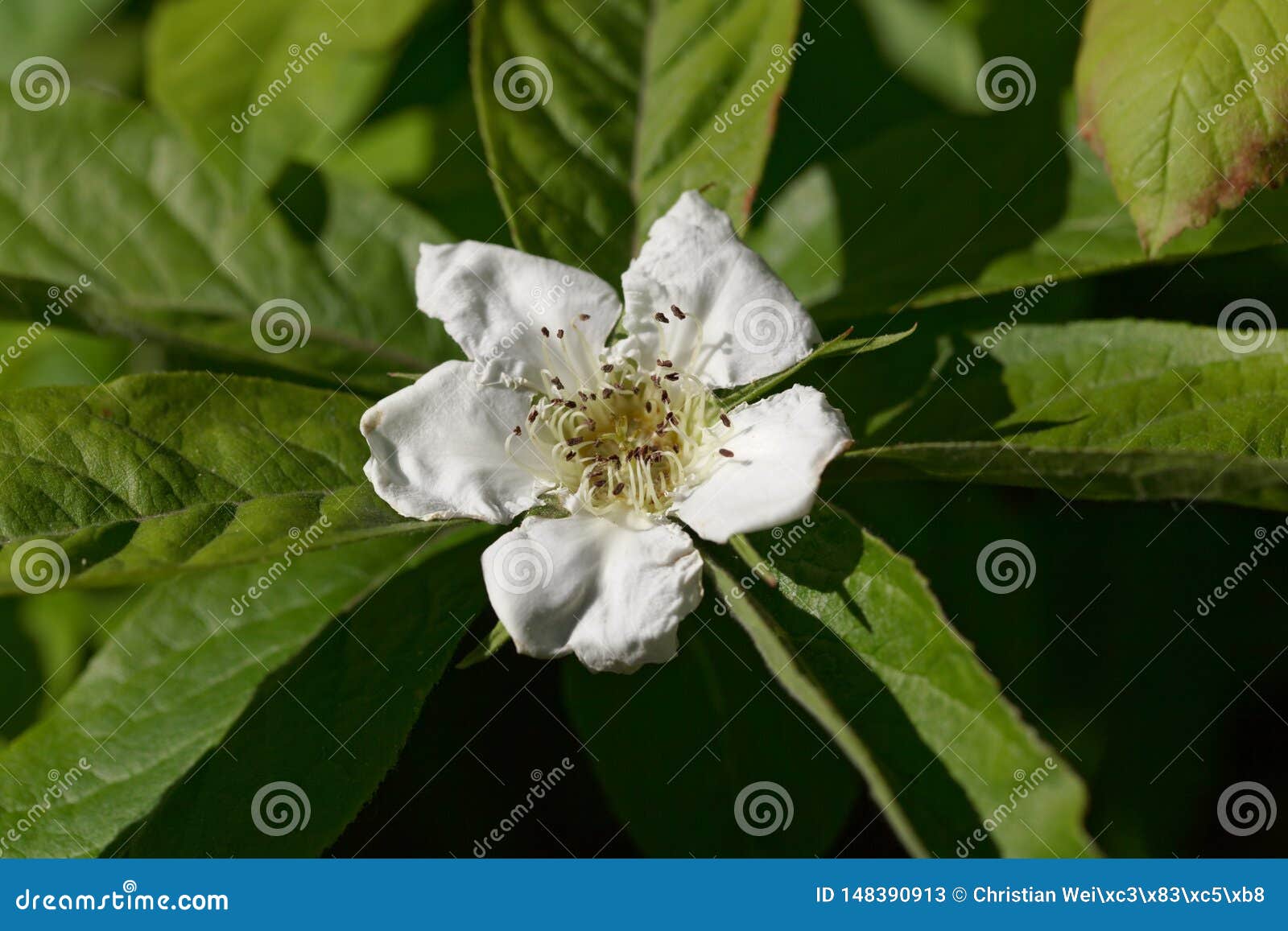 Flowers of a Medlar, Mespilus Germanica Stock Image - Image of garden ...
