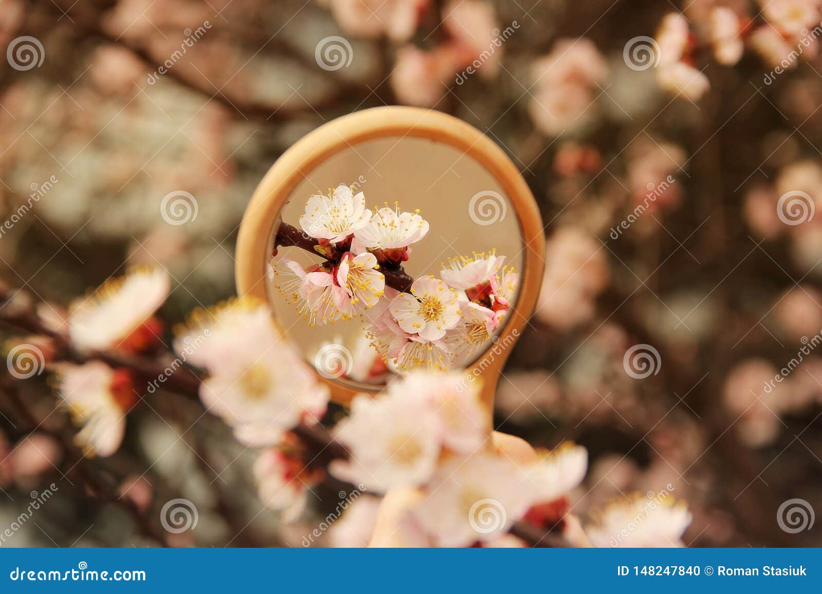 Flowers in the Mirror Reflection. Flowering Tree Stock Photo - Image of ...