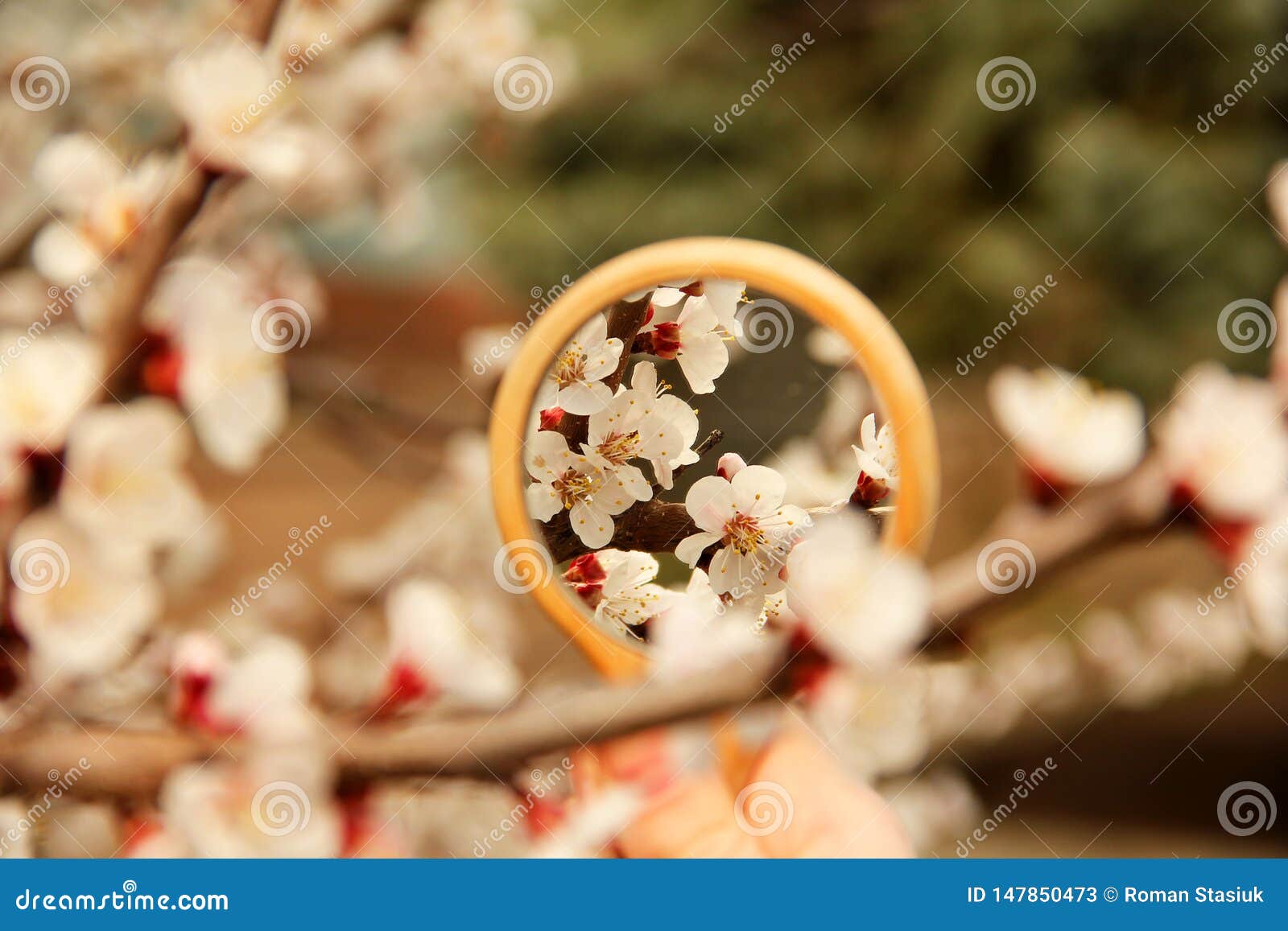 Flowers in the Mirror Reflection. Flowering Tree Stock Image - Image of ...