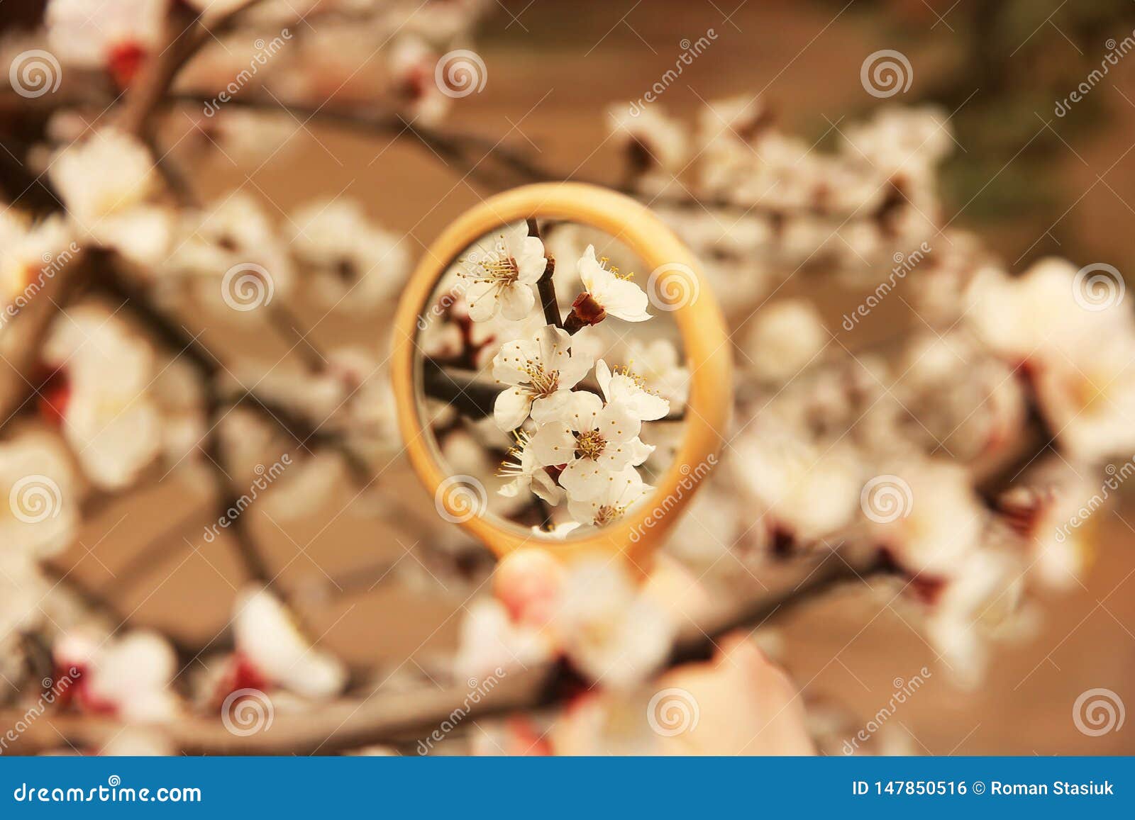 Flowers in the Mirror Reflection. Flowering Tree Stock Photo - Image of ...