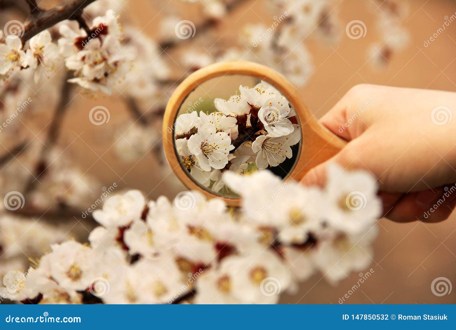 Flowers in the Mirror Reflection. Flowering Tree Stock Photo - Image of ...