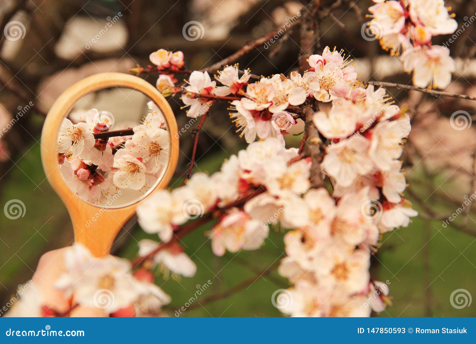 Flowers in the Mirror Reflection. Flowering Tree Stock Image - Image of ...