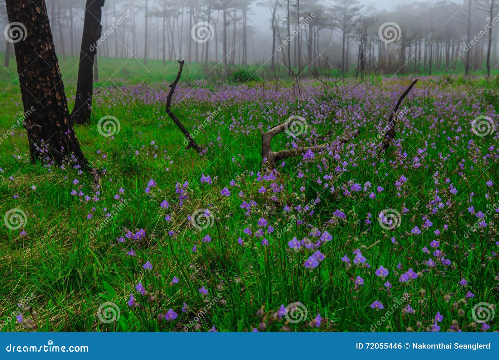 Flowers in the mist. stock photo. Image of wild, haze - 72055446