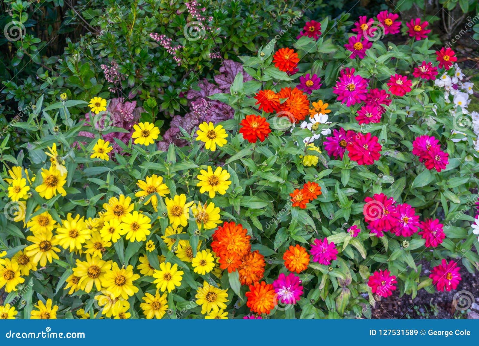 Flowers Mixture Closeup stock image. Image of orange - 127531589