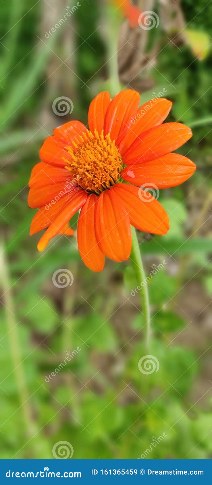 Flowers stock image. Image of mobile, flowers, single - 161365459