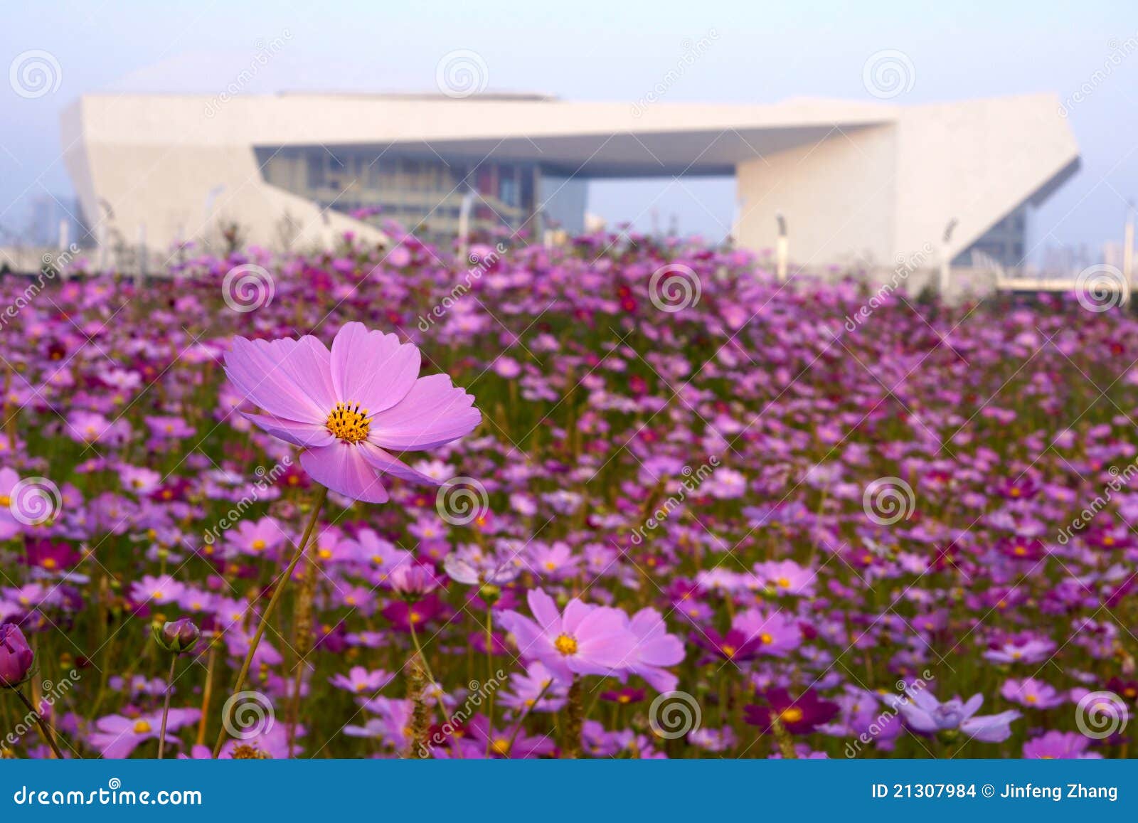 Flowers and Modern Building Stock Photo - Image of chinese, building ...