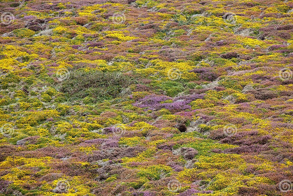 Flowers in moor stock photo. Image of flowers, beautiful - 10973994