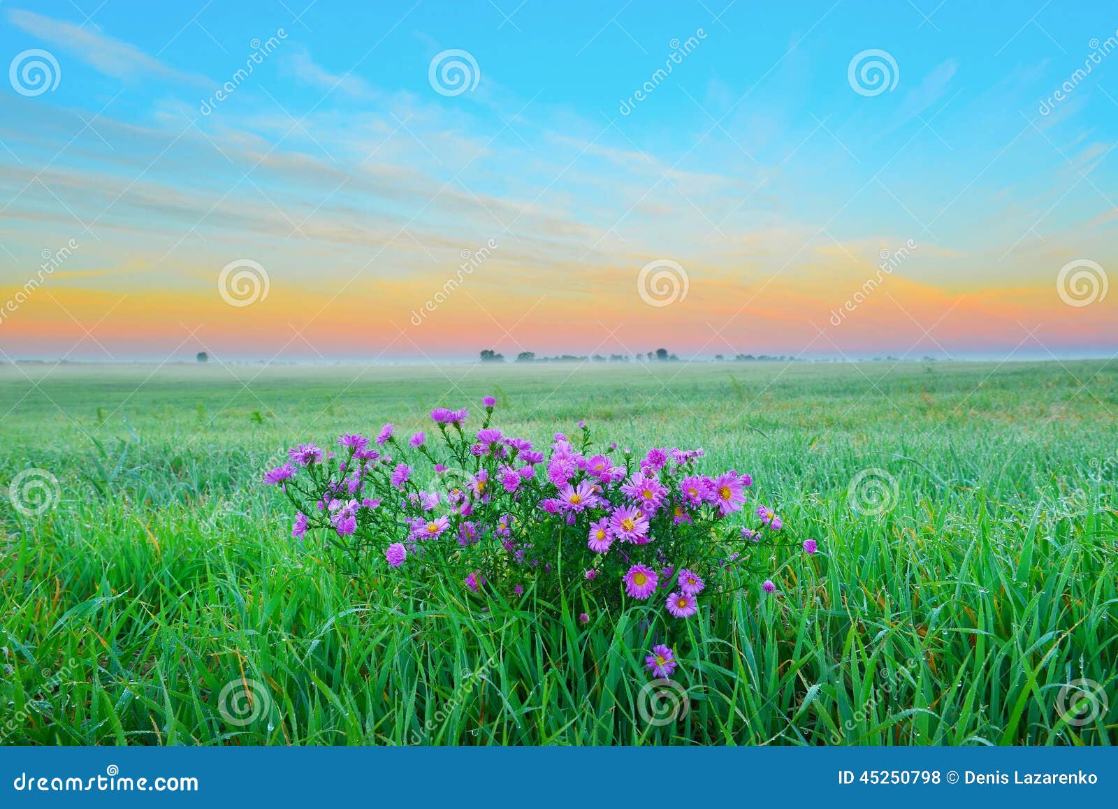 Flowers on morning field stock photo. Image of field - 45250798