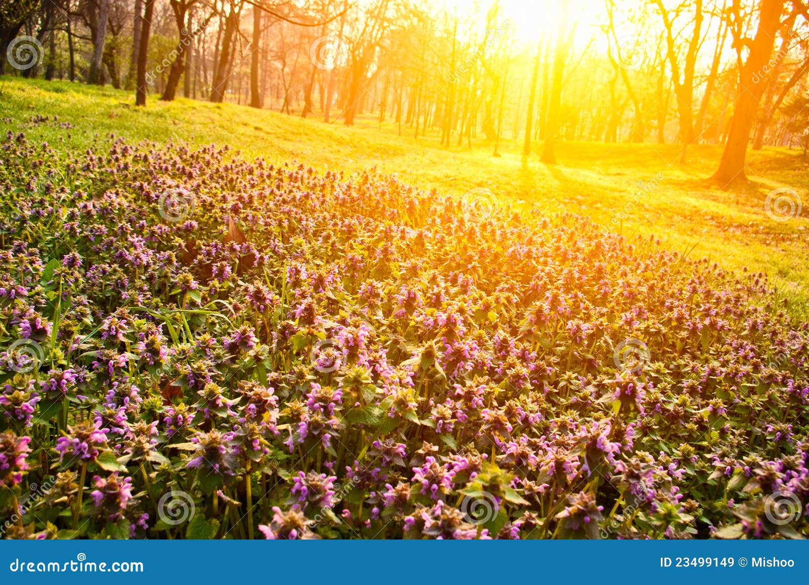 Flowers in morning light stock image. Image of morning - 23499149