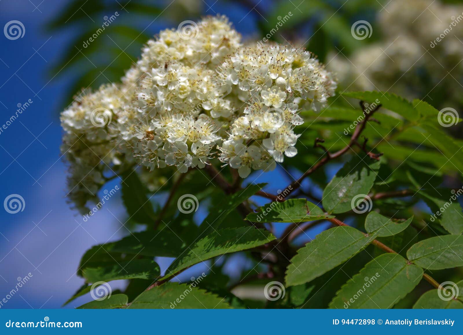 Flowers of Mountain Ash. Flowers of Mountain Ash Macro Stock Photo ...