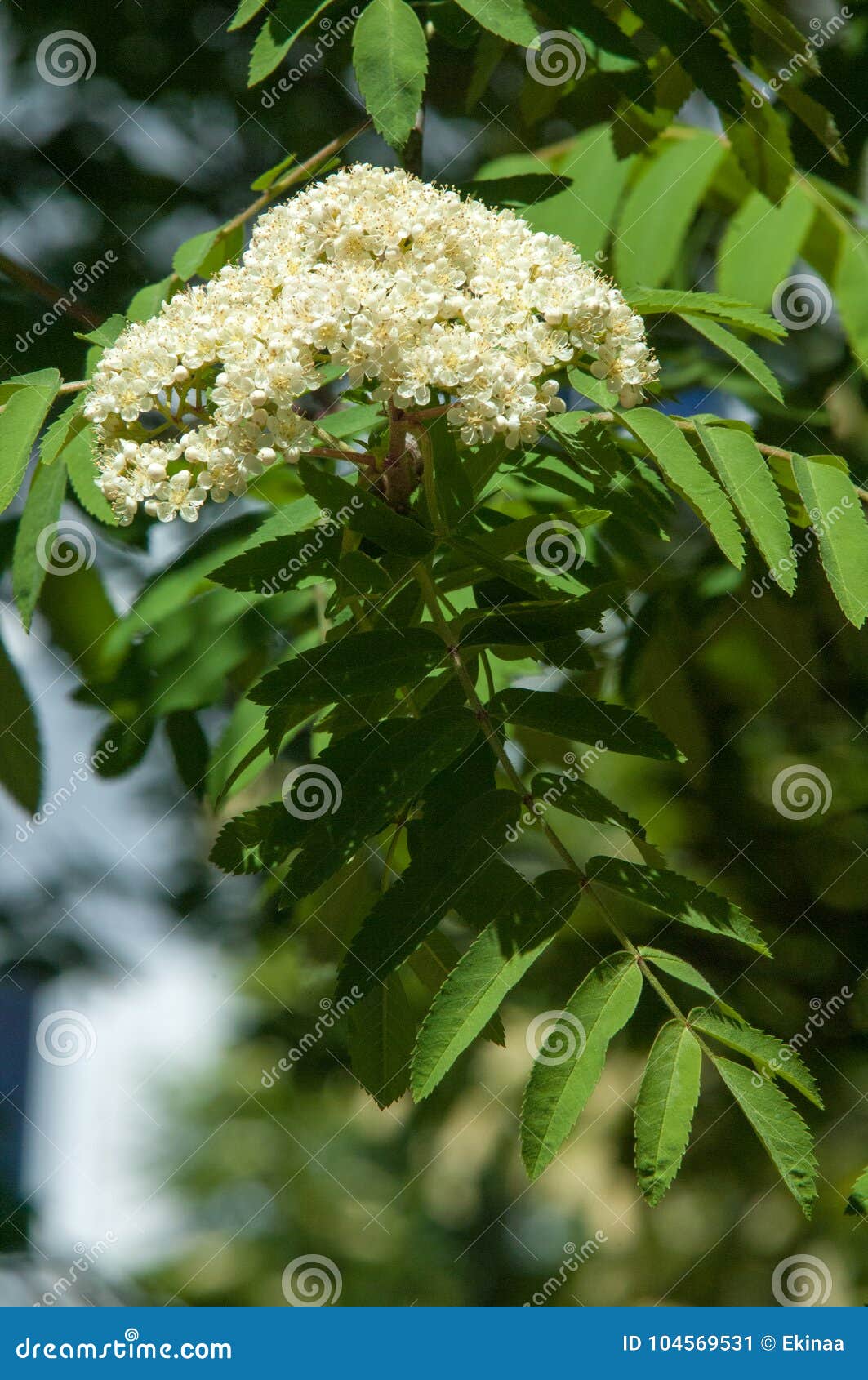Flowers of Mountain Ash. Flowers of Mountain Ash Macro Stock Image ...