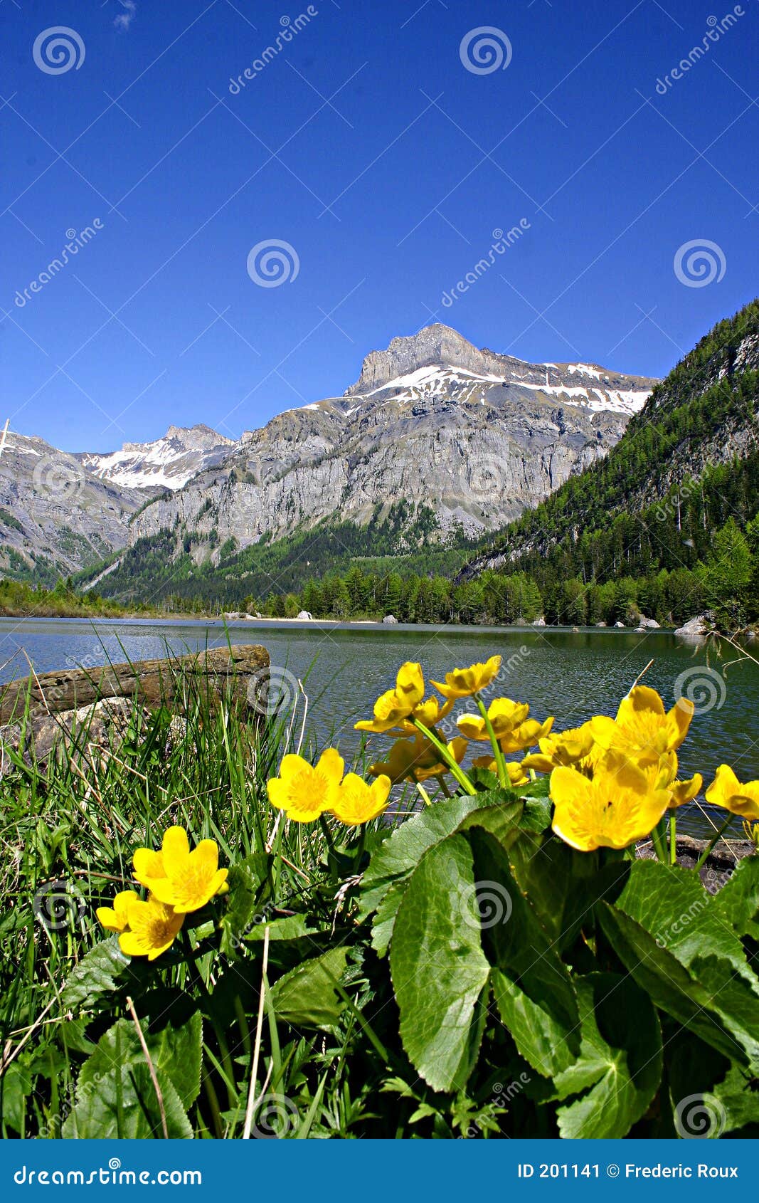 Flowers and mountain lake stock image. Image of lake, pinetree - 201141