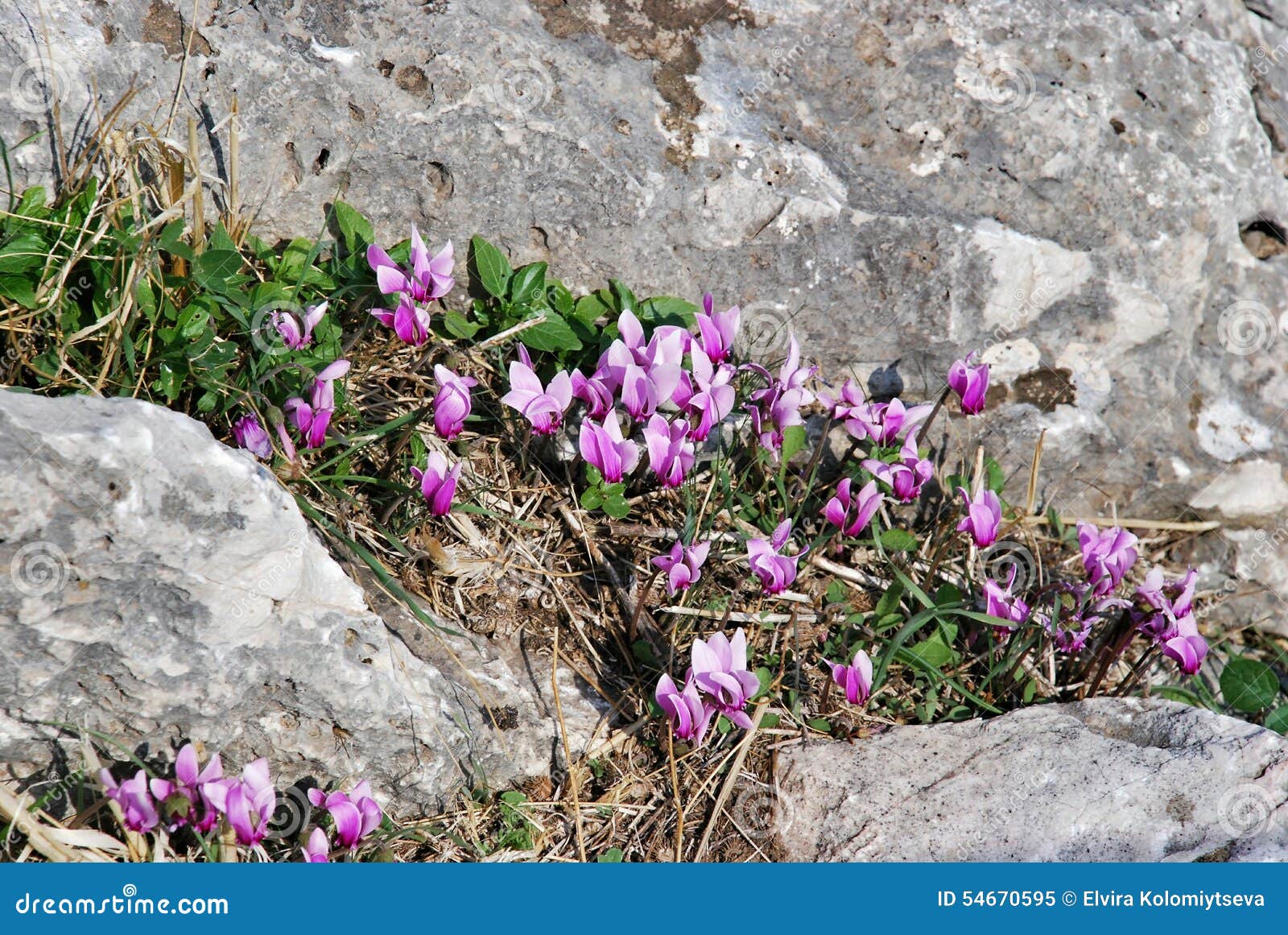 Flowers mountain violet stock image. Image of blossom - 54670595