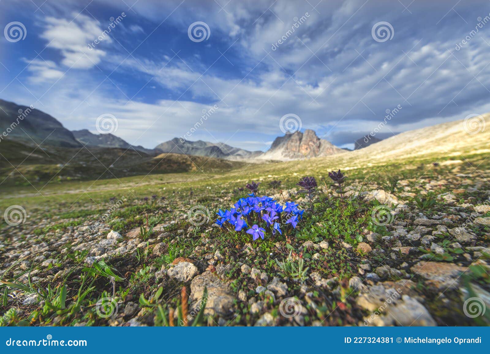 Flowers in the Mountains on the Swiss Alps Stock Image - Image of alps ...