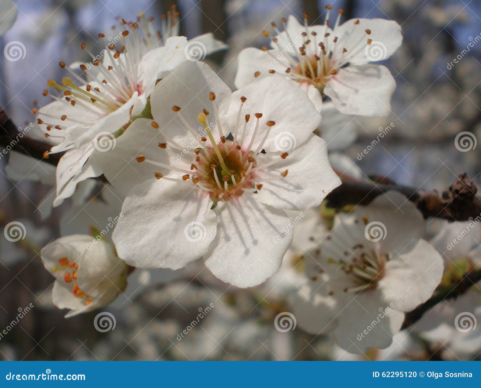 Flowers of mulberry tree stock photo. Image of stamen - 62295120