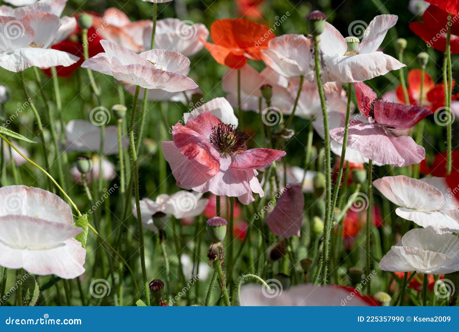Flowers multicolored poppy stock photo. Image of flora - 225357990