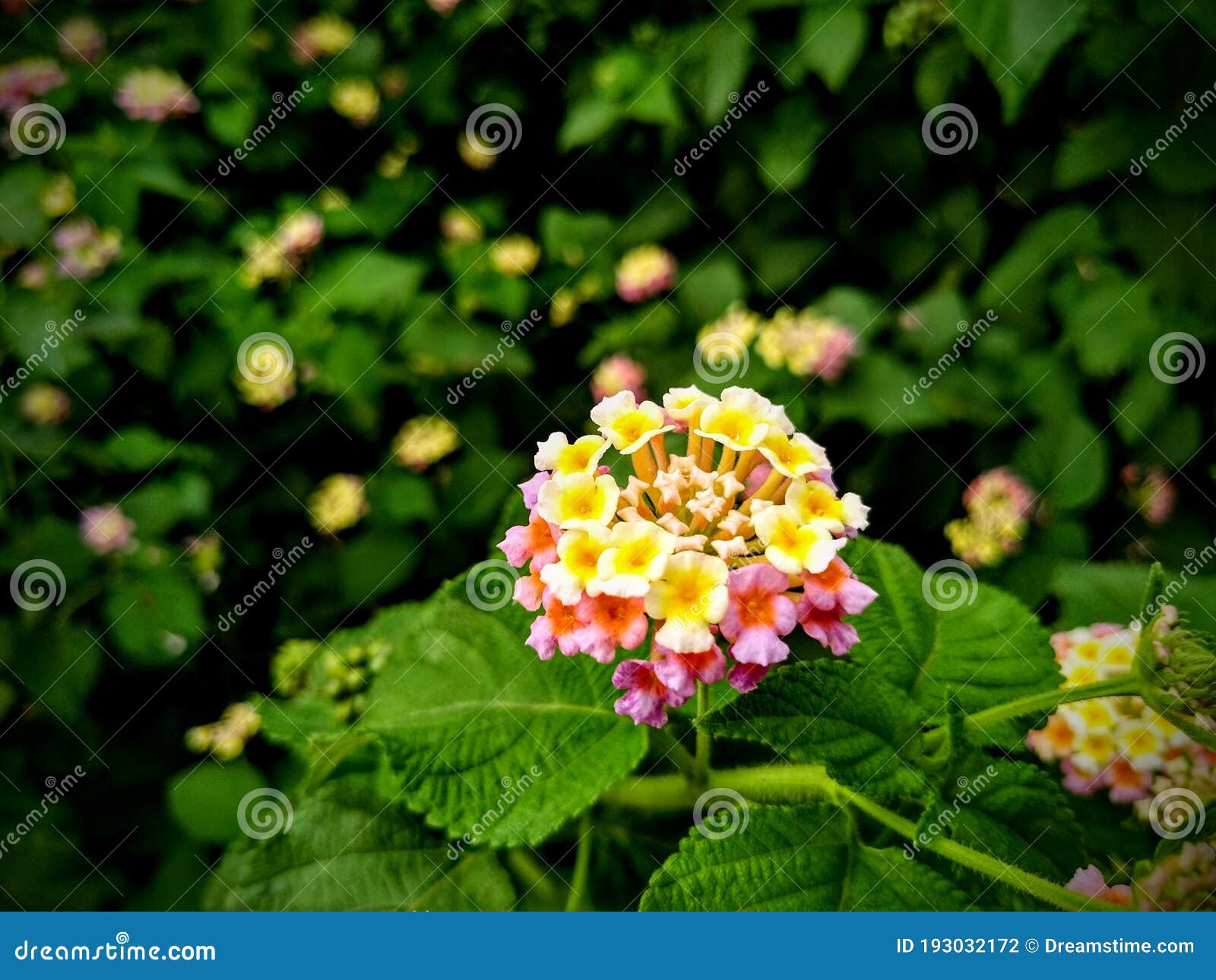 Flowers with Multiple Colours and Having Small Water Drops Stock Photo ...