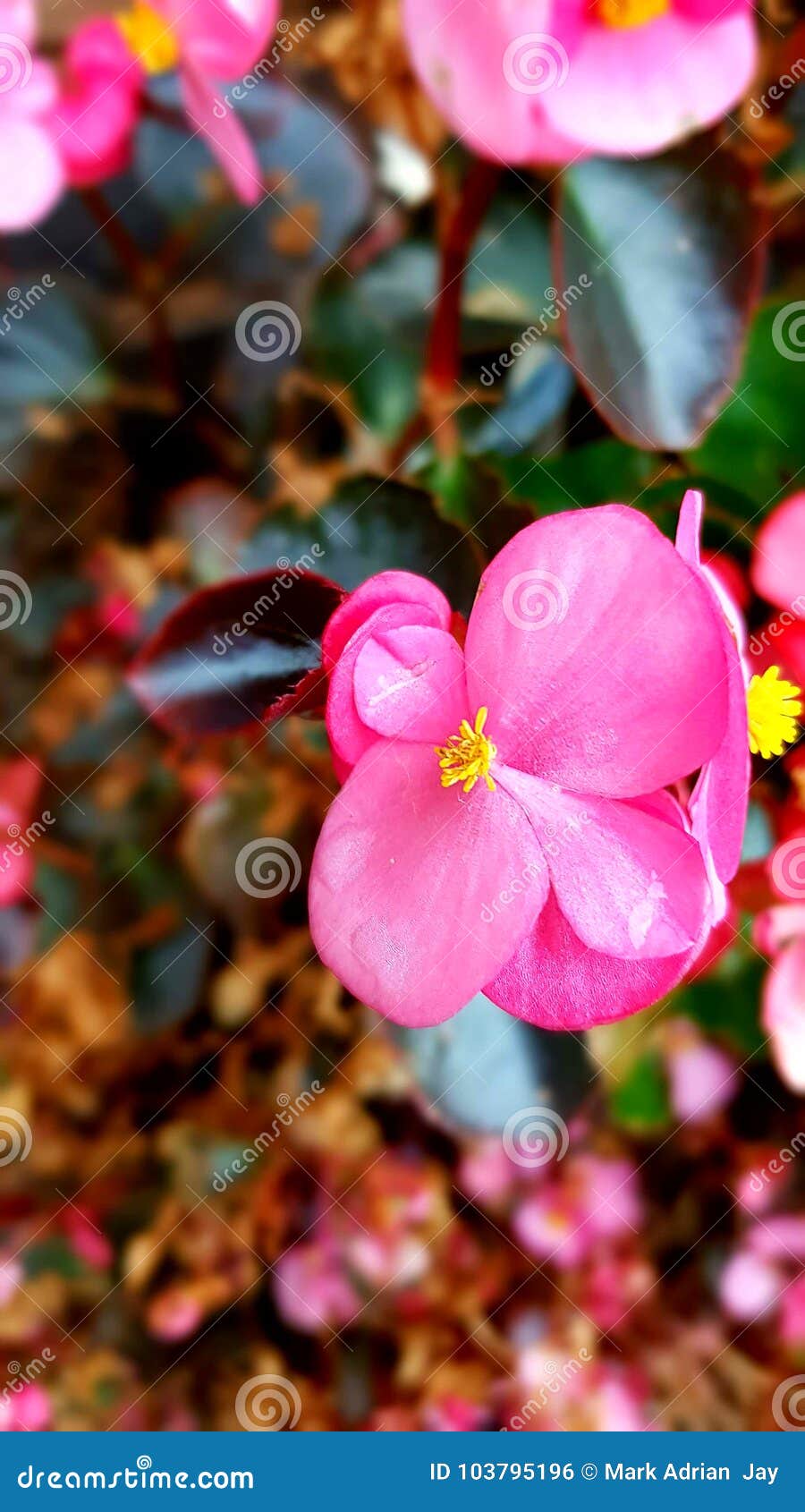 Flowers stock photo. Image of pink, back, flowers, nature - 103795196