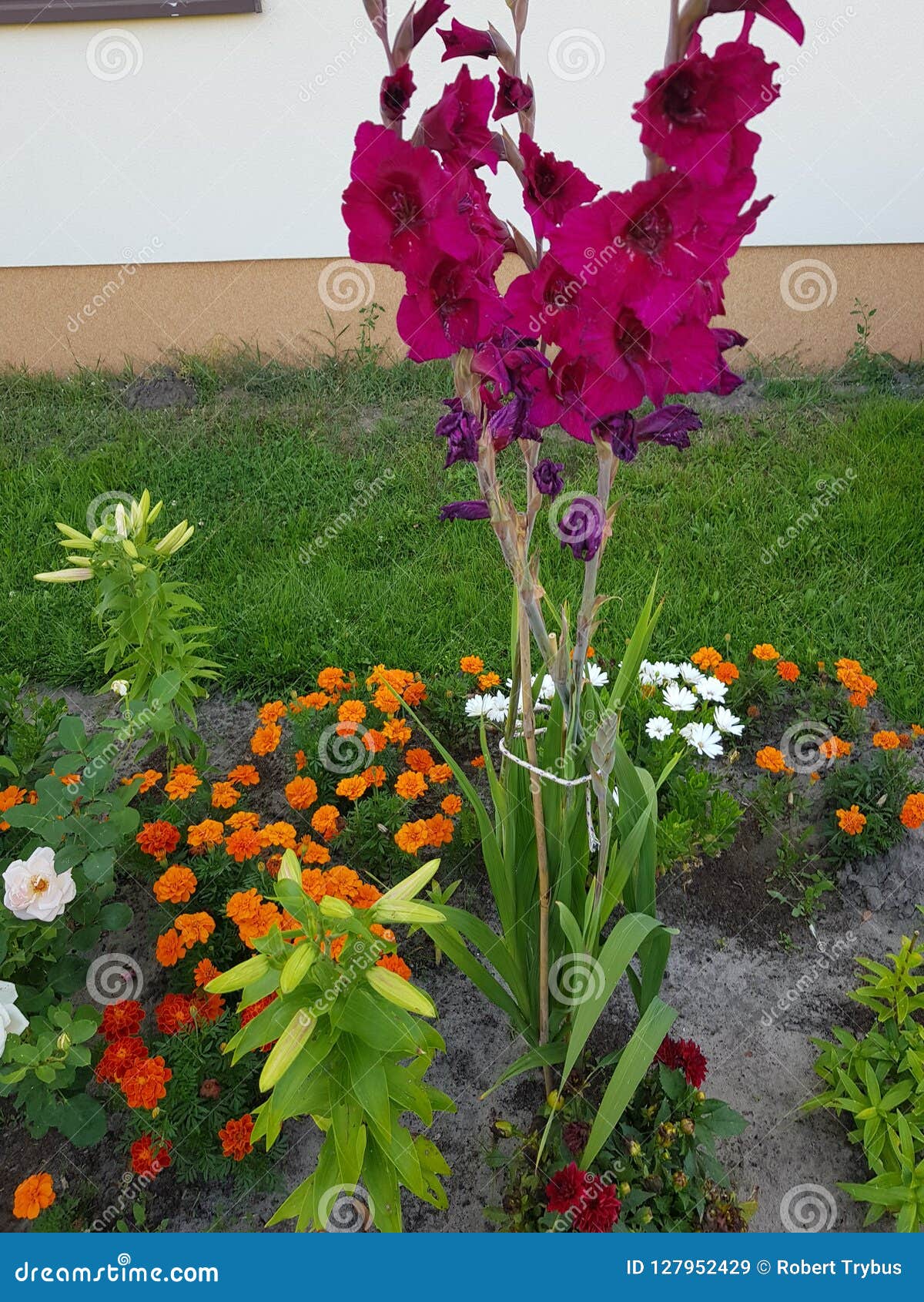 Flowers on my plot stock image. Image of flowers, plot - 127952429