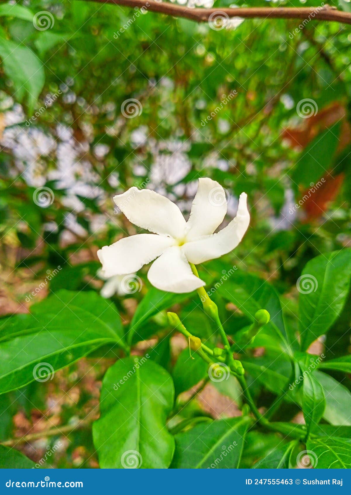 This Flowers Name Moonbeam White Colour Stock Image - Image of white ...