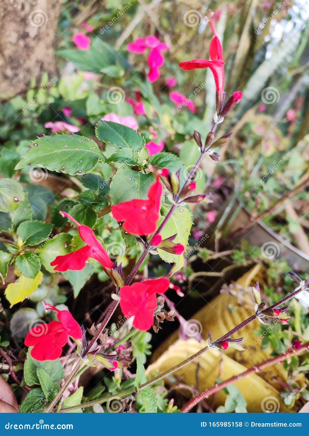 Flowers name unknown stock photo. Image of name, unknown - 165985158