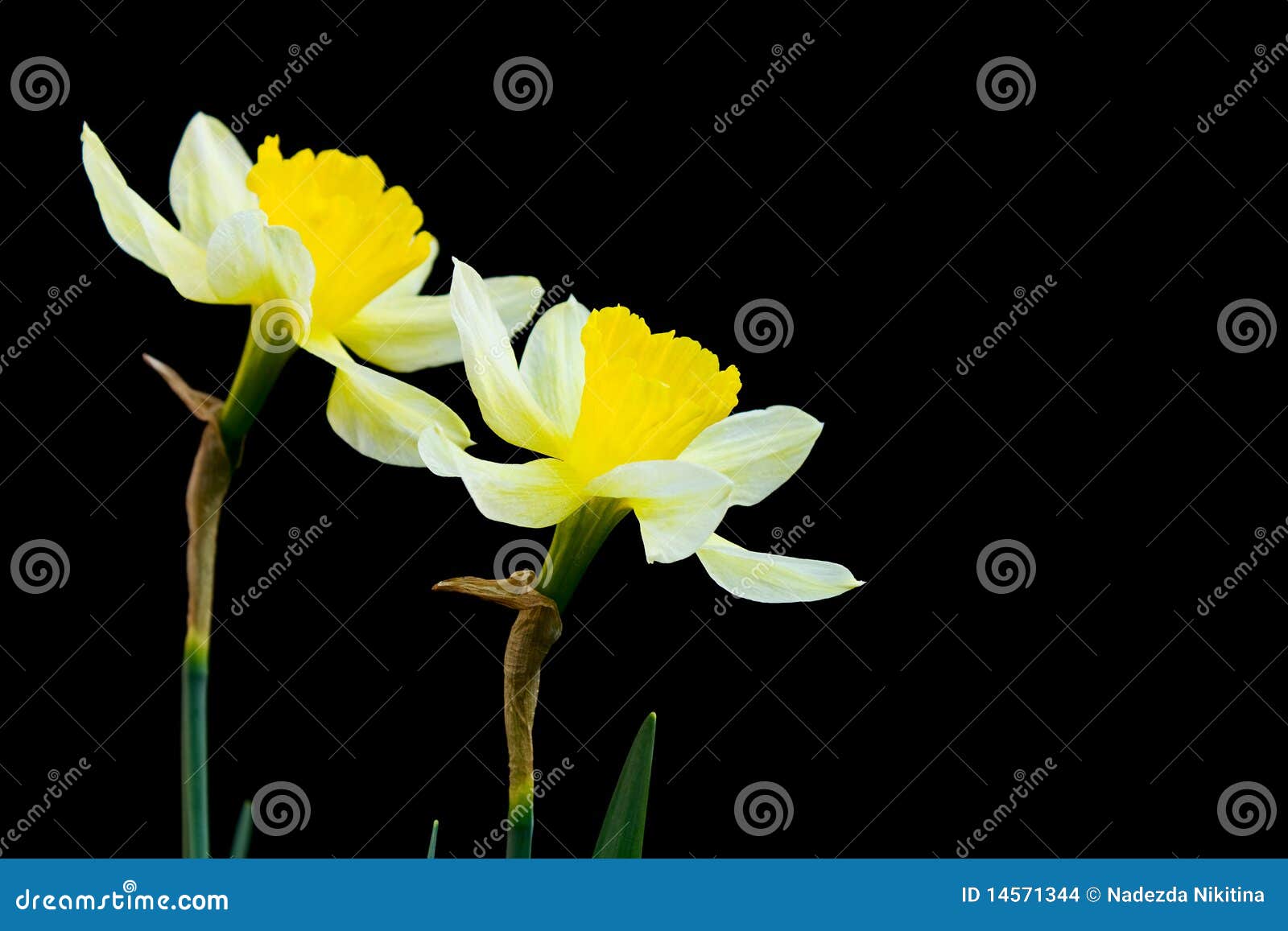 Flowers narcissuses stock photo. Image of nature, yellow - 14571344