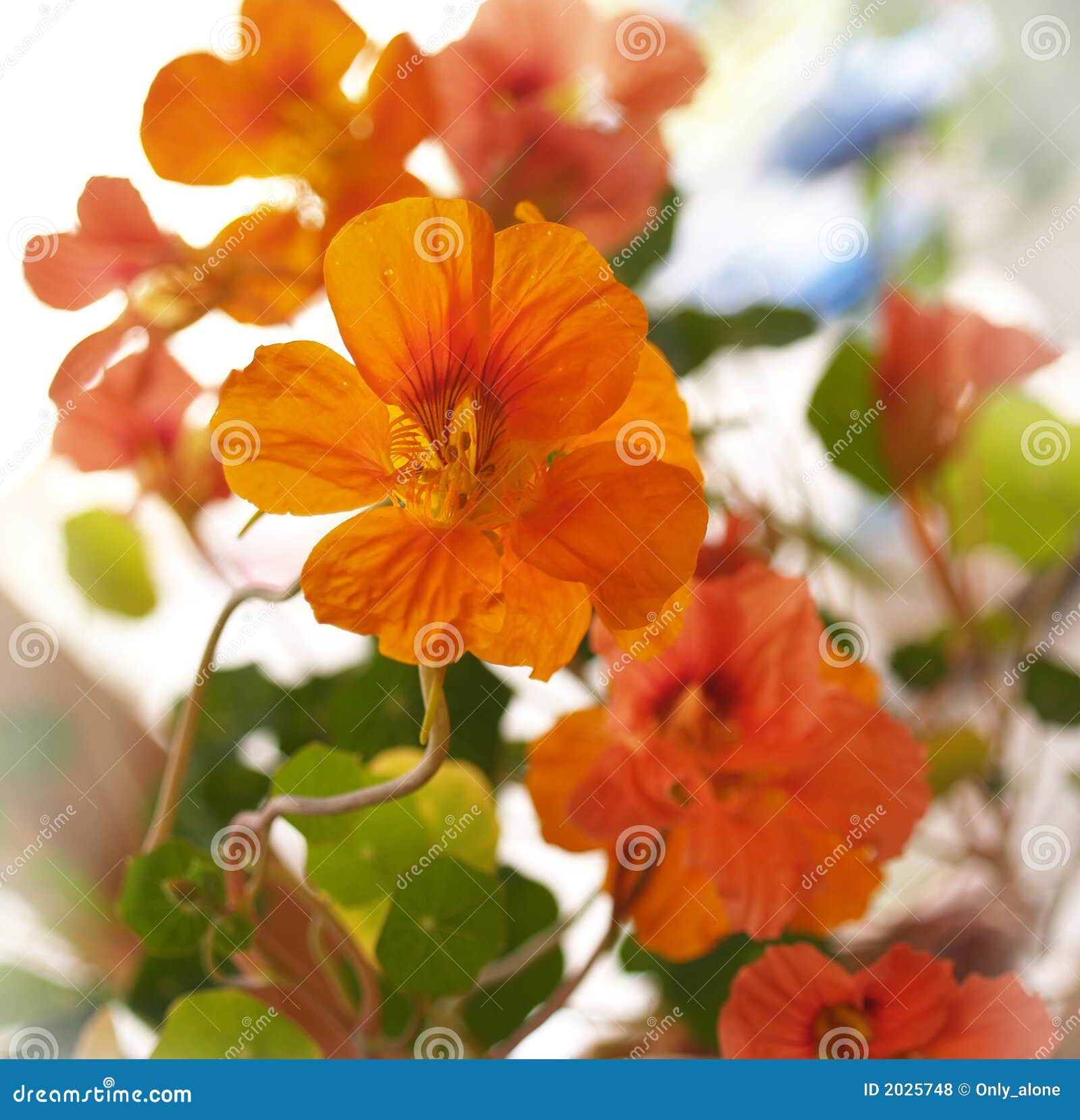Flowers of nasturtium stock photo. Image of blossom, close - 2025748