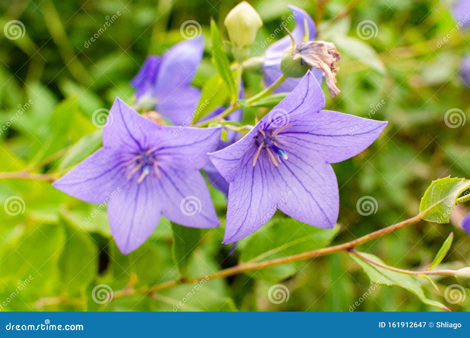 Flowers on a Natural Background, Dark Blue Hand Bells Stock Image ...