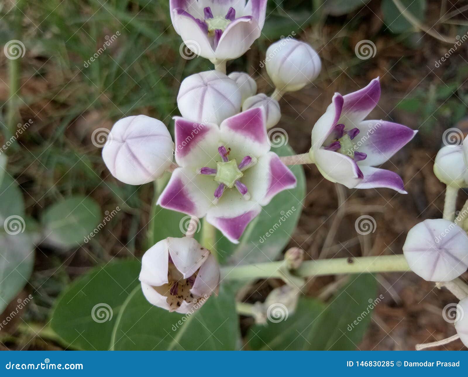 Flowers, Natural Beauty Plants Tree Stock Image - Image of tree, beauty ...