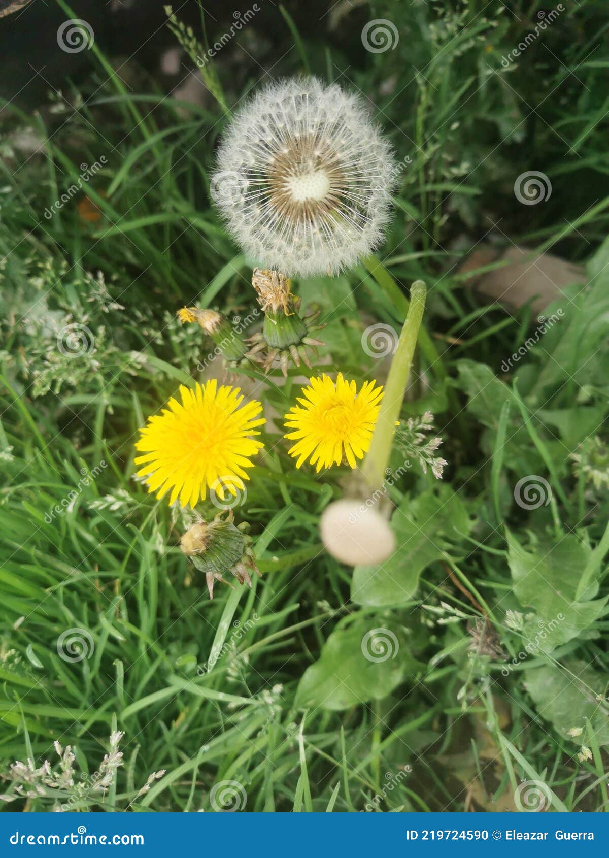 Flowers Naturals in the Planet Stock Photo - Image of earth, planet ...