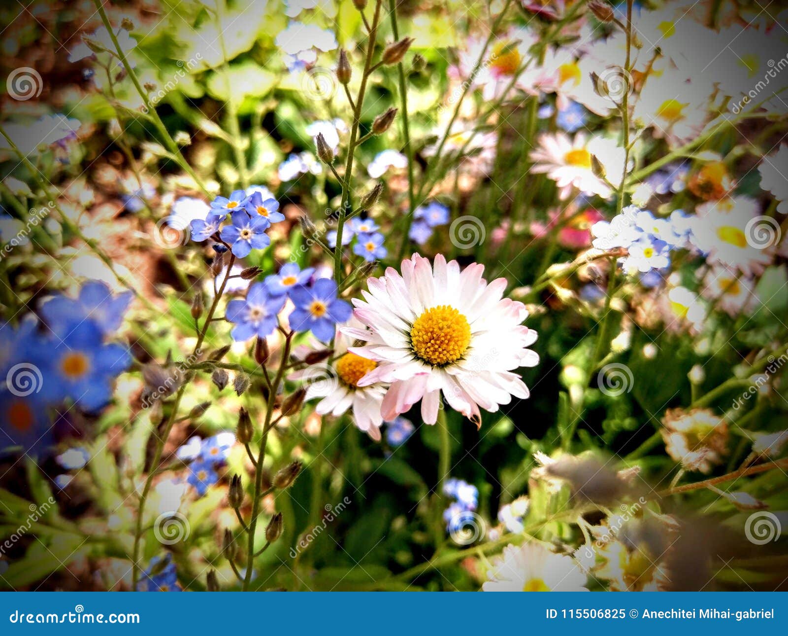 The flowers stock image. Image of gurden, flowers, beautiful - 115506825