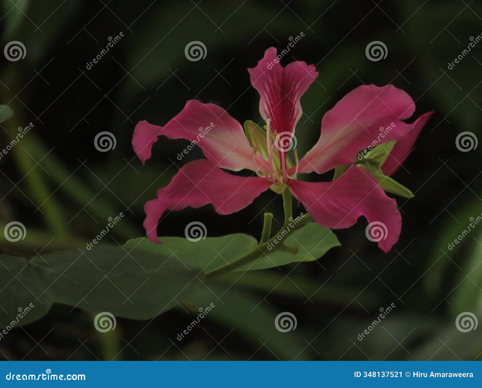 Flowers Nature Green Alone Photography Stock Image - Image of flowers, green: 348137521