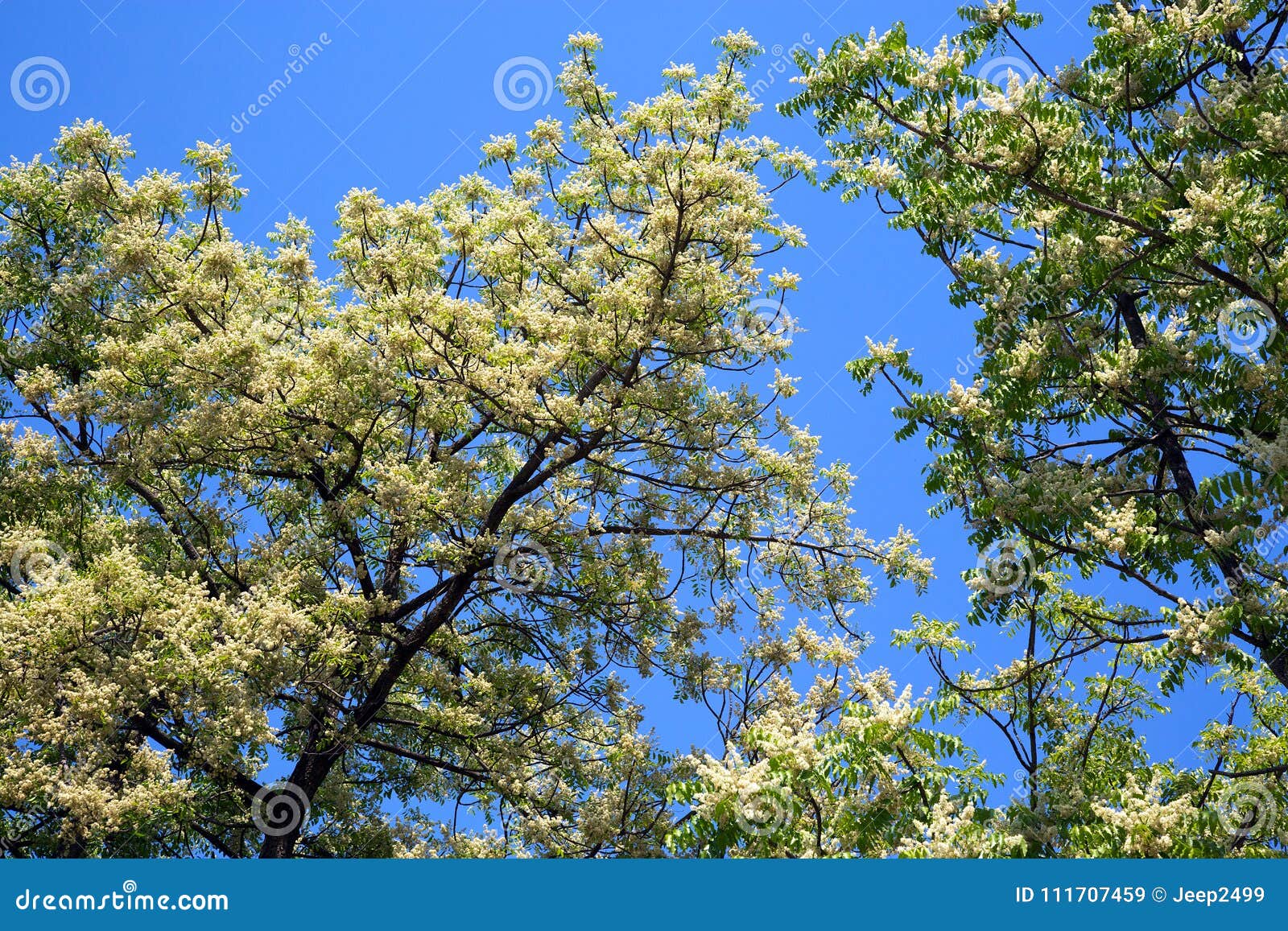 Flowers of neem. stock image. Image of leaves, blossom - 111707459