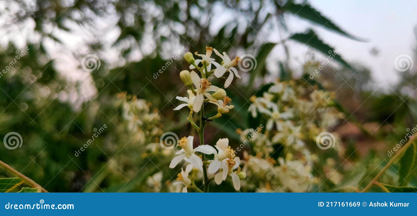 Flowers of neem tree stock image. Image of nature, wildflower - 217161669