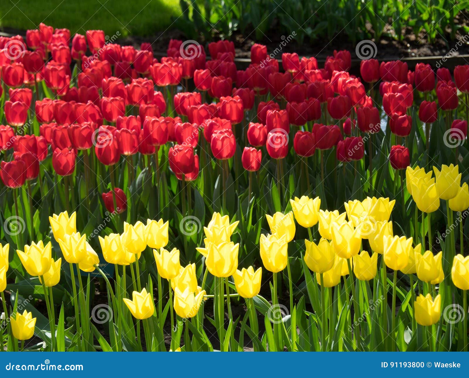 Flowers in the netherlands stock photo. Image of garden - 91193800