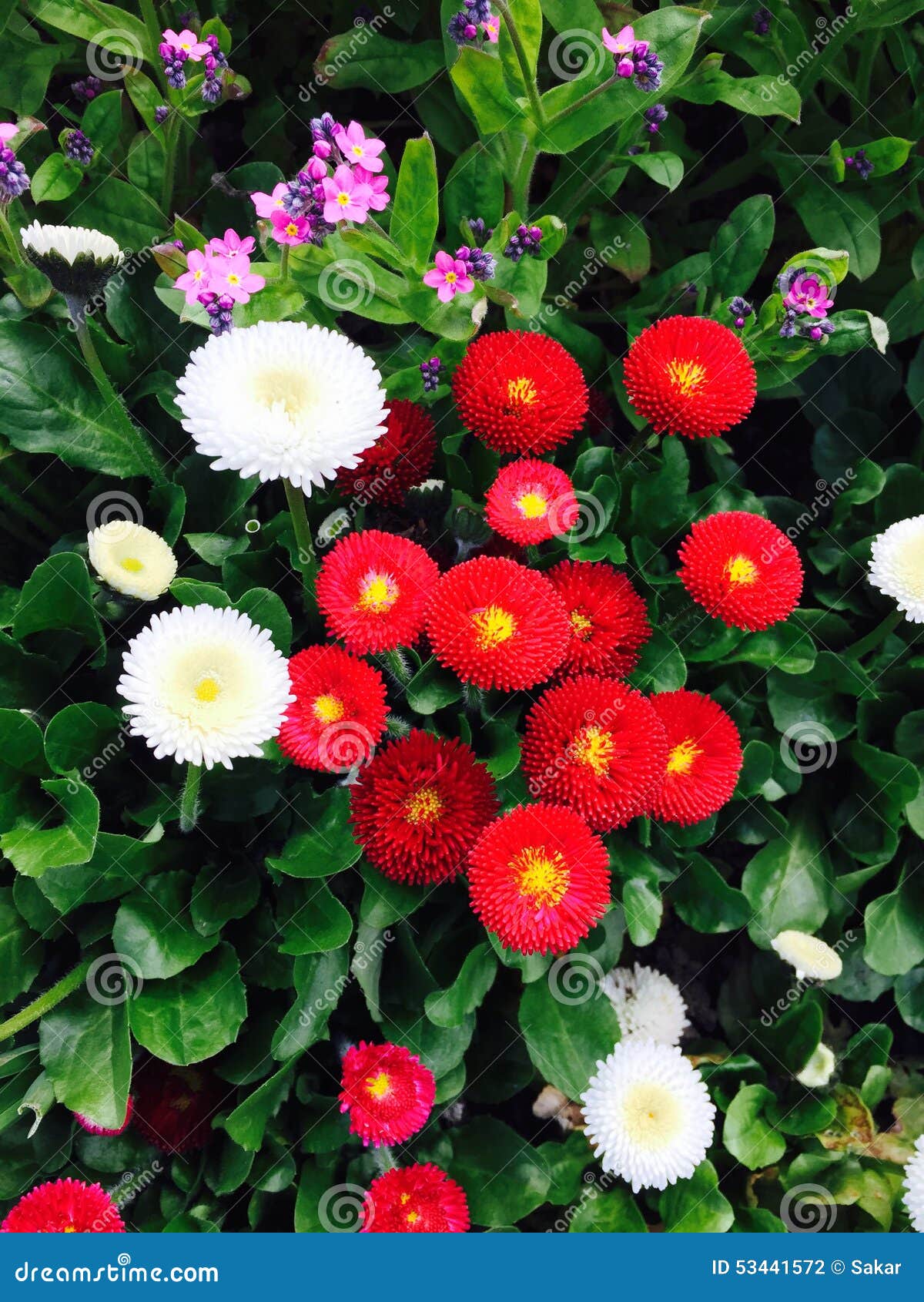 Flowers stock photo. Image of neutral, great, flowers - 53441572