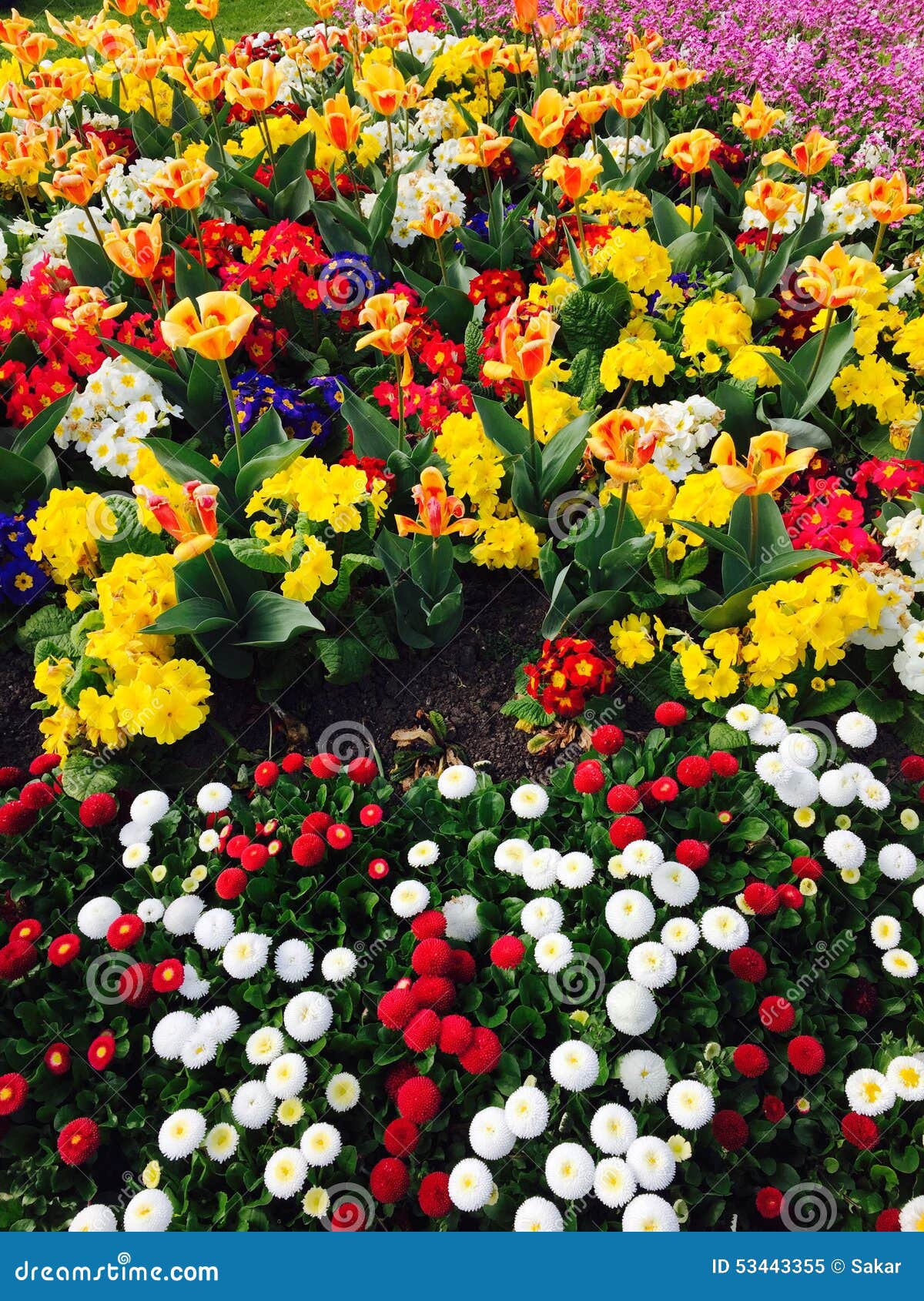 Flowers stock image. Image of neutral, primula, spring - 53443355