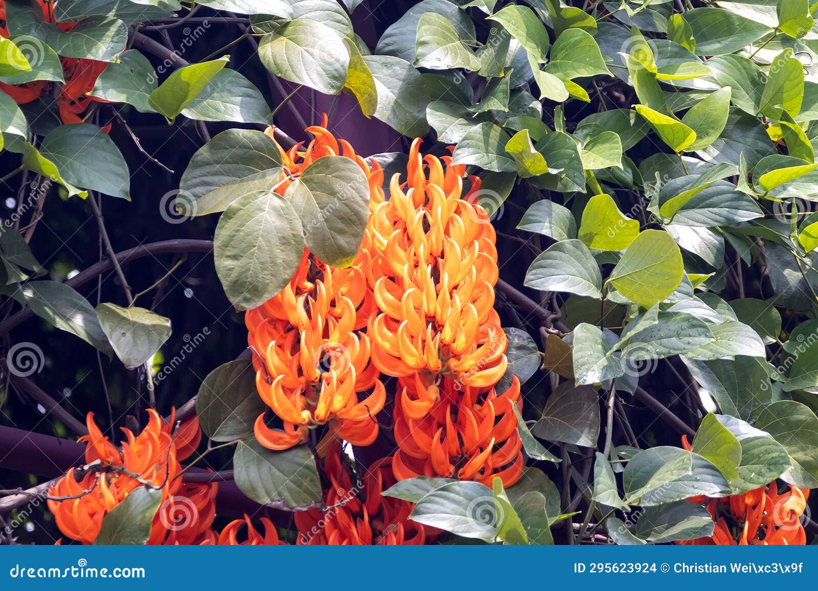 Flowers of a New-Guinea Creeper, Mucuna Bennettii Stock Photo - Image ...