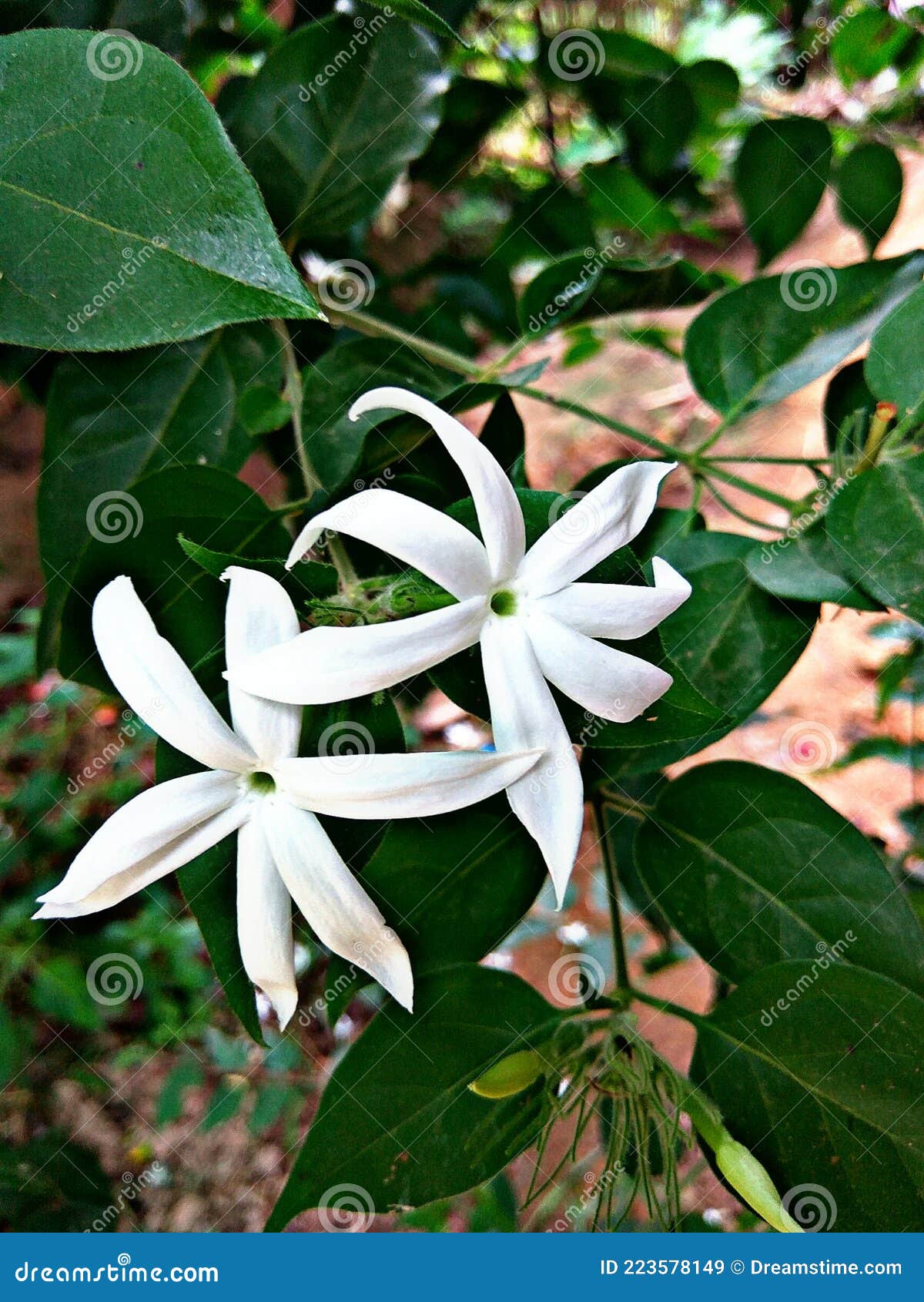 Flowers with nice aroma stock image. Image of nature - 223578149